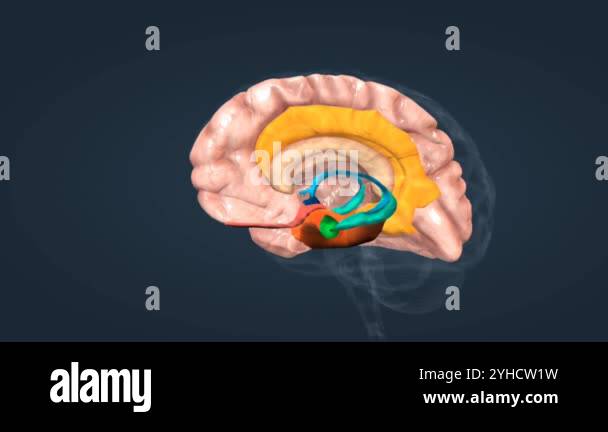 The limbic system is a brain network involved in emotions, memory, and ...