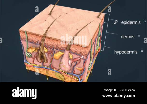 Dermal layer Stock Videos & Footage - HD and 4K Video Clips - Alamy