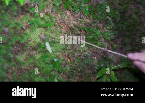 Malaysian Black Trapdoor Spider (Liphistius malayanus) in tropical ...