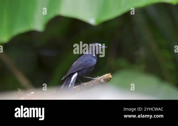 White-tailed Robin perched on tree branch in tropical rainforest. Cute ...