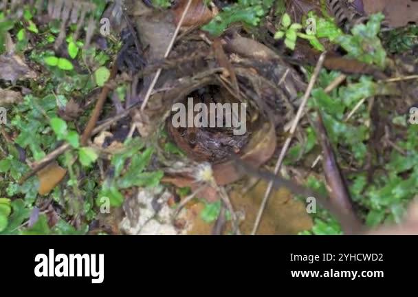 Spider tarantula hole burrow Stock Videos & Footage - HD and 4K Video ...