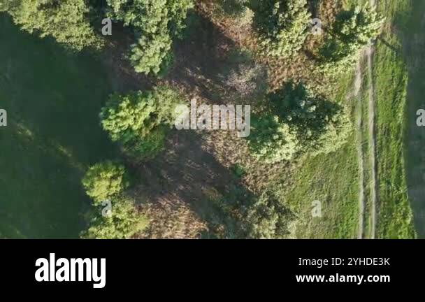 An aerial photo showing a green forest area with scattered trees ...