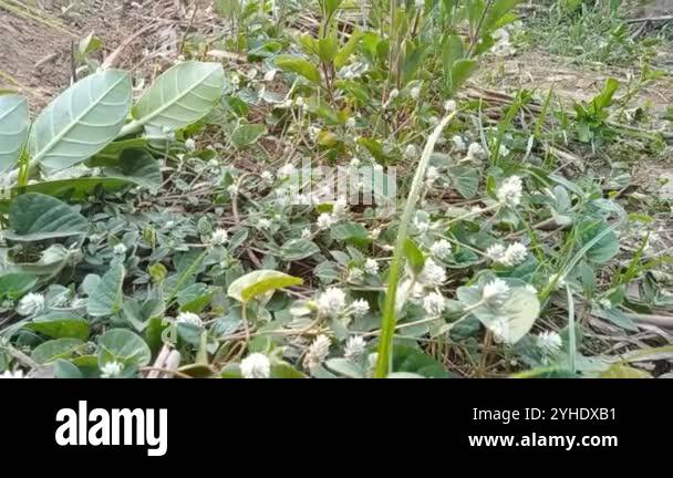 Calatropis gigantea or Biduri/thistle is a type of plant that is ...