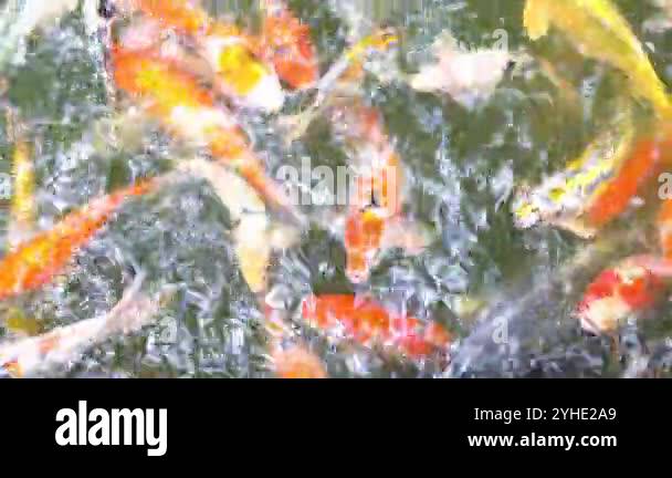 Above view of Koi fish swim on the surface of the water in large ...