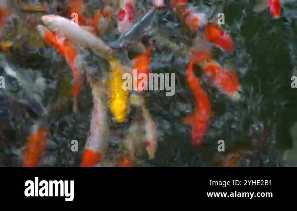 Above view of Koi fish swim on the surface of the water in large ...