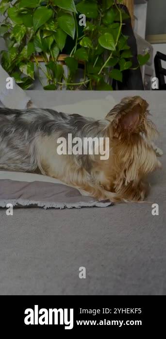Vertical 4k footage of a small yorkie on a grey armchair.Cute moments ...