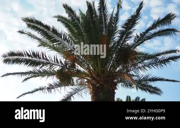 Ripening dates fruit on a palm tree branches, Phoenix dactylifera ...