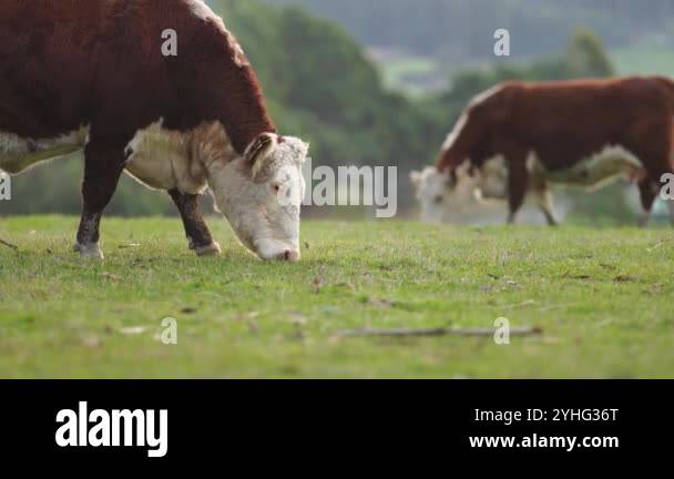 beautiful cattle in Australia eating grass, grazing on pasture. Herd of ...