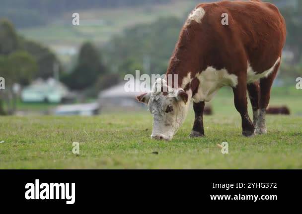 beautiful cattle in Australia eating grass, grazing on pasture. Herd of ...