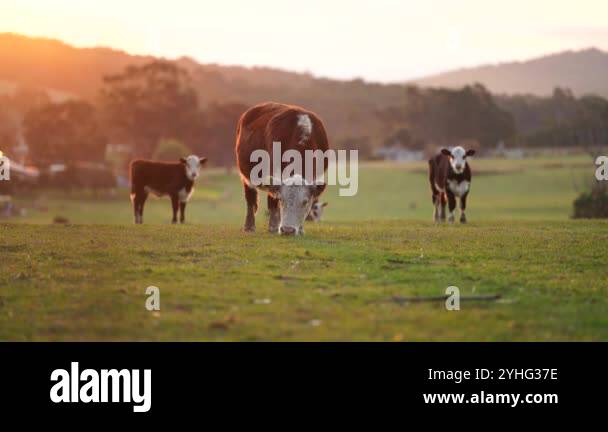 beautiful cattle in Australia eating grass, grazing on pasture. Herd of ...