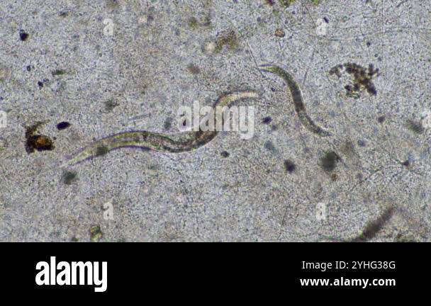 microorganisms and soil biology, with nematodes and fungi under the microscope. in a soil and ...