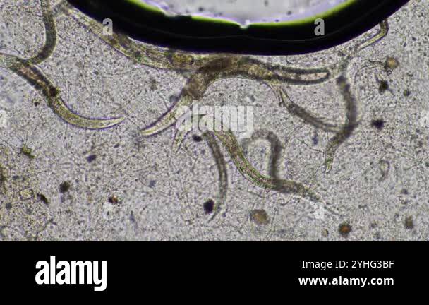 microorganisms and soil biology, with nematodes and fungi under the microscope. in a soil and ...