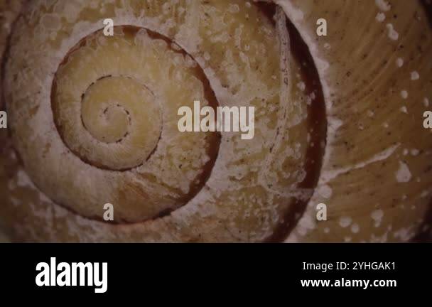 Lung snails Stock Videos & Footage - HD and 4K Video Clips - Alamy