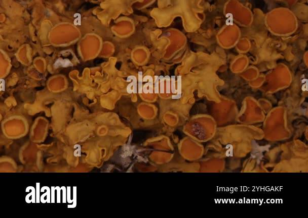 Lichen fungi under microscope Stock Videos & Footage - HD and 4K Video ...
