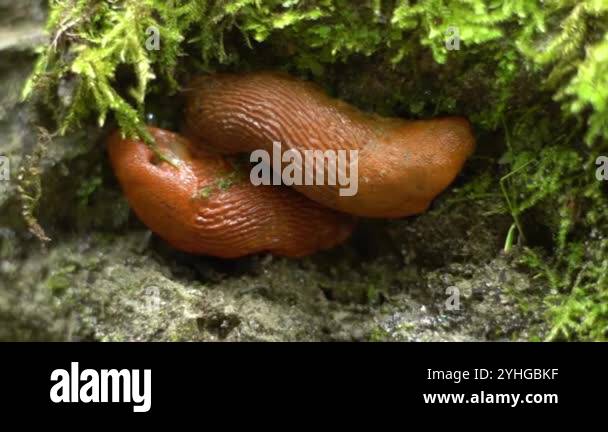 Brown slugs on moss. Wild animal in nature Stock Video Footage - Alamy