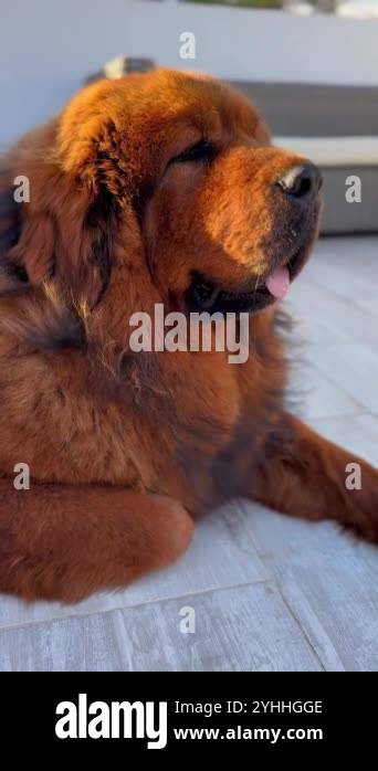 This film captures a regal red Tibetan Mastiff lying down, her deep ...