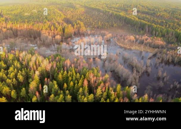 Drone video, aerial view with a forest landscape flooded by spring ...