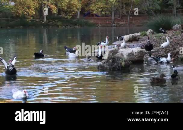 Anna wing Stock Videos & Footage - HD and 4K Video Clips - Alamy