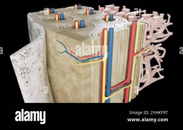 Compact bone structure Stock Videos & Footage - HD and 4K Video Clips ...