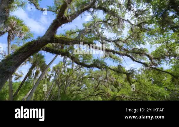 Valley oak savanna Stock Videos & Footage - HD and 4K Video Clips - Alamy