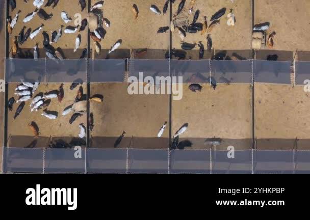 Cow manure america Stock Videos & Footage - HD and 4K Video Clips - Alamy