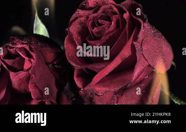 Closer look of the red petal rose flower with the fire flame burning ...