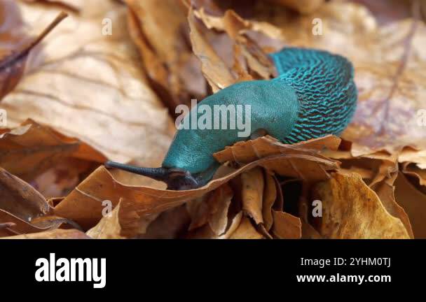 Rare blue slug on yellow leaves. Bielzia coerulans or land slug - shell ...