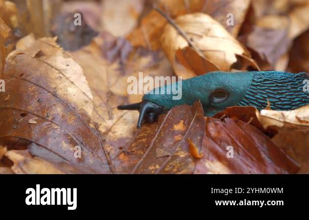 Rare blue slug on yellow leaf. Bielzia coerulans or land slug - shell ...