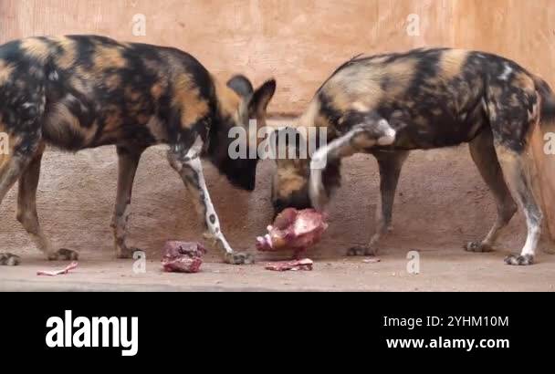 African hunting dog eating Stock Videos & Footage - HD and 4K Video ...
