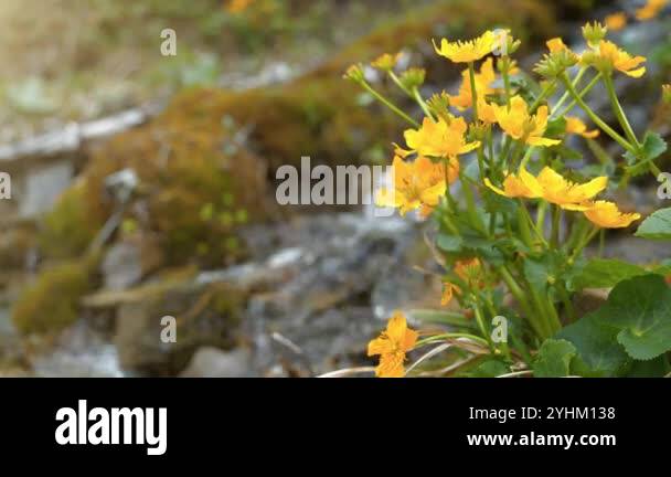 Yellow cataract Stock Videos & Footage - HD and 4K Video Clips - Alamy