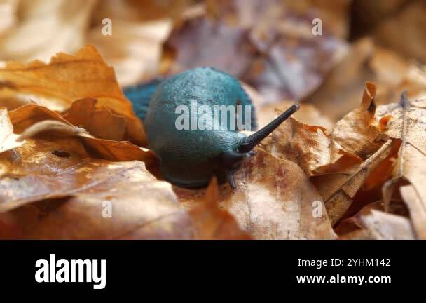 Rare blue slug crawls over yellow leaves, macro shot. Bielzia coerulans ...