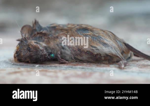Mouse insects Stock Videos & Footage - HD and 4K Video Clips - Alamy