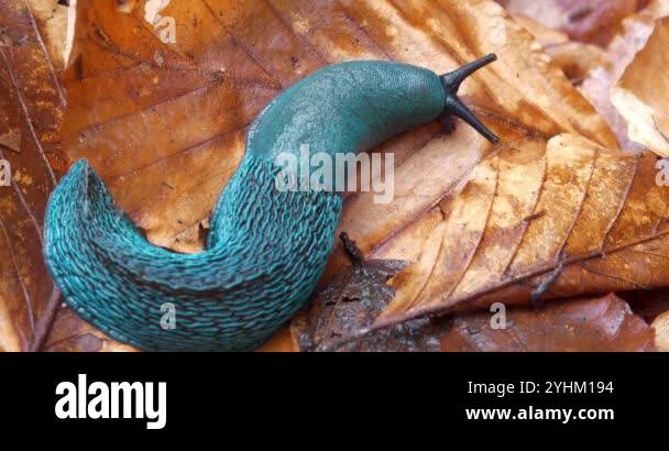 Rare blue slug on yellow leaves. Bielzia coerulans or land slug - shell ...