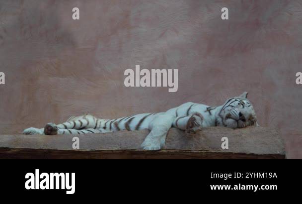 Cinema tiger Stock Videos & Footage - HD and 4K Video Clips - Alamy