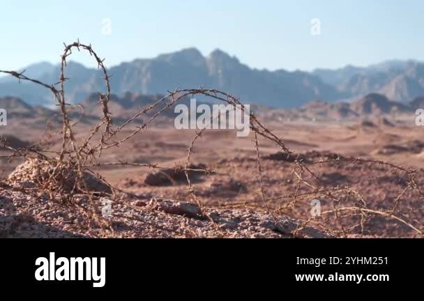 Barbed wire, Sinai desert in Egypt, restricted area. Barbed wire ...