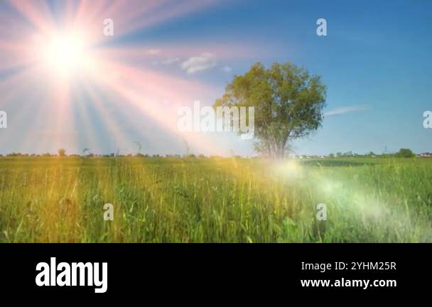 Beautiful tree in meadow sun Stock Videos & Footage - HD and 4K Video ...