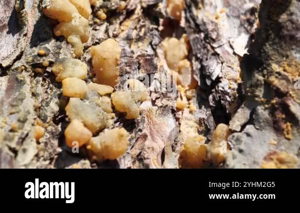 Gum rosin Stock Videos & Footage - HD and 4K Video Clips - Alamy