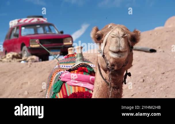 Red camel Stock Videos & Footage - HD and 4K Video Clips - Alamy