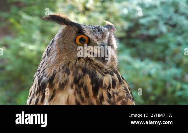 Owl look Stock Videos & Footage - HD and 4K Video Clips - Alamy
