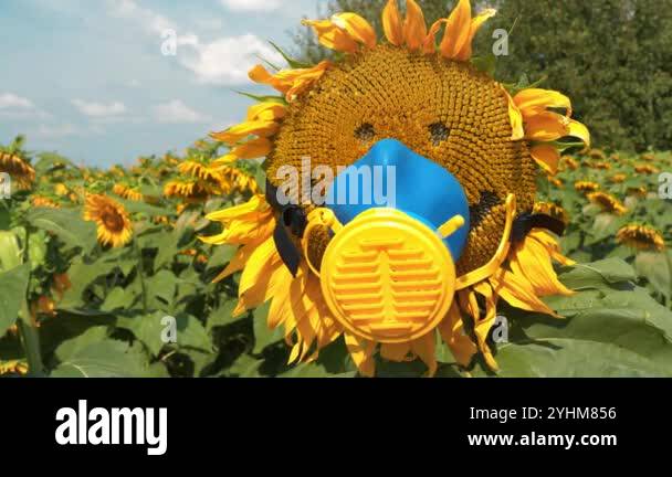 Sunflower in respirator lowers its head. Ecology, allergy, pollutants ...