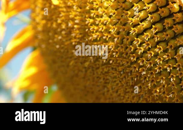 Golden ratio in sunflower ensures most uniform distribution of seeds in ...