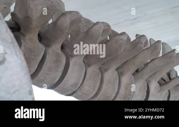 Huge spine of whale. Real big whale bones. Huge grey skeleton of big ...