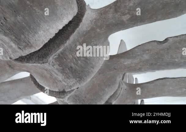 Big grey skeleton of big blue whale. Whale spine. Real whale bones ...