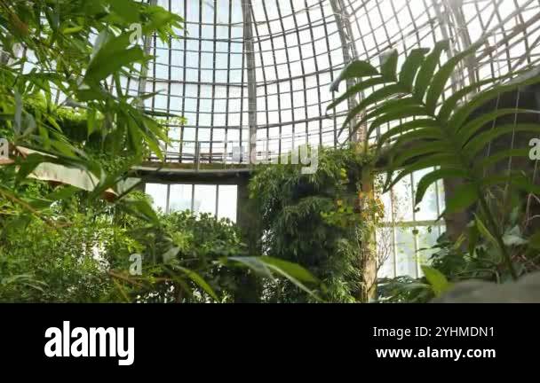Live green tropical plants in conservatory, ecological development of ...