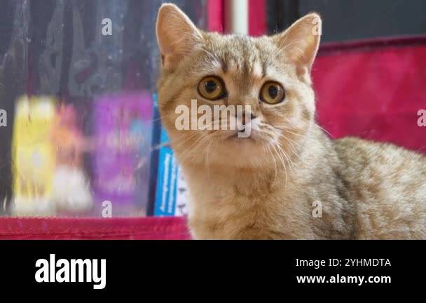 Scottish straight - medium-sized cats with an overall round appearance ...