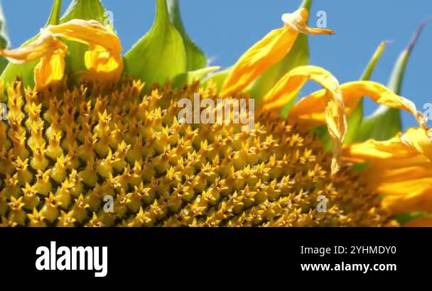 Sunflower seeds. Fibonacci golden ratio in nature and sunflower seeds ...