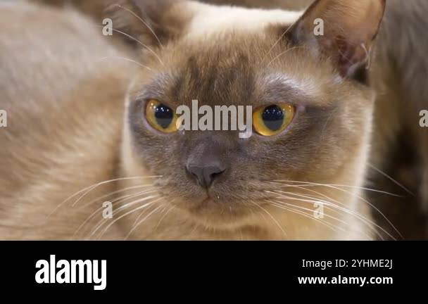 Burmese cat - breed of domestic cat, originating in Burma, believed to ...