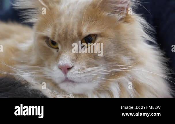 Sinister animal cat Stock Videos & Footage - HD and 4K Video Clips - Alamy