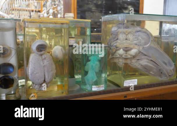 Animals internal organs. Animals internals in glass jars with ...