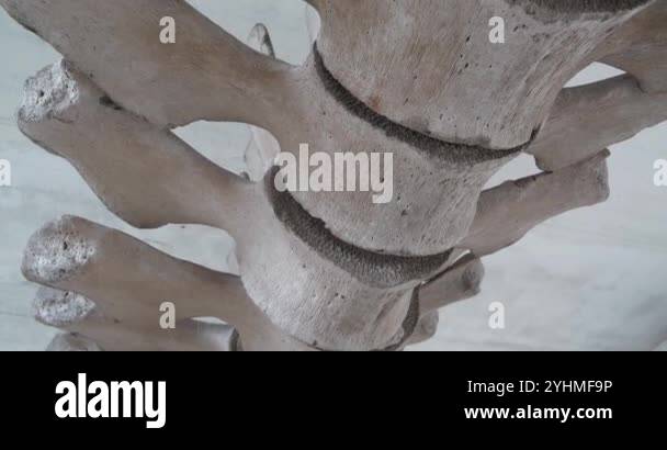 Huge grey skeleton of big blue whale. Whale spine. Real whale bones ...